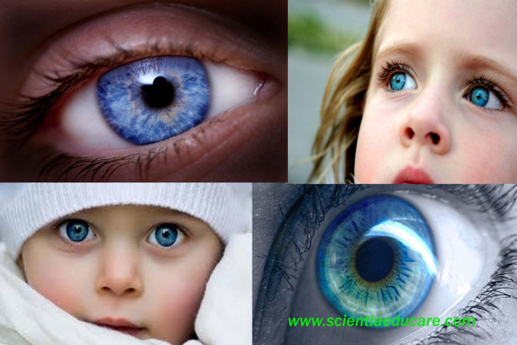 Variation in the colour of the eyes from brown to green can all be