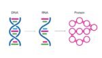 DNA vs. RNA Comparison: Structural and Functional Facts
