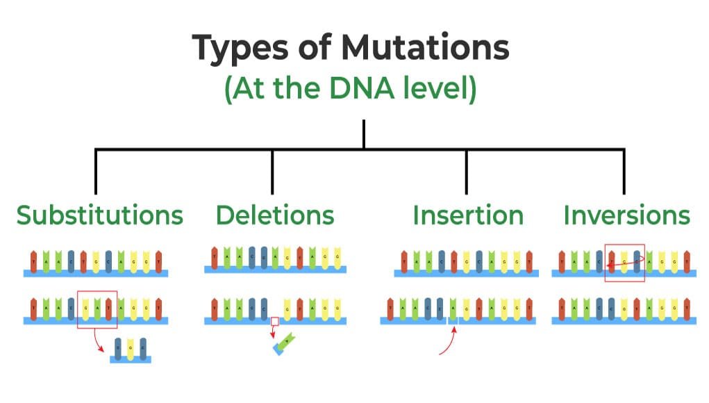 Understanding Mutations: Types, Causes, and Genetic Effects