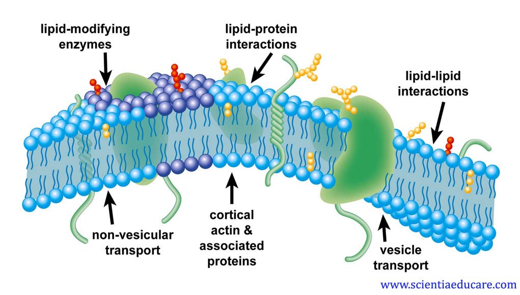 Plasma Membrane Structure and Transport Mechanisms Explained