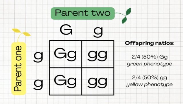 Learn Punnett Squares: A Guide to Solving Genetics