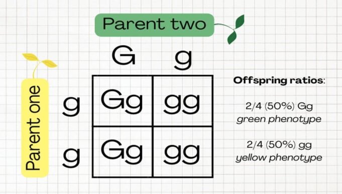Learn Punnett Squares: A Guide to Solving Genetics