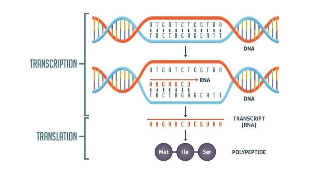 Simplified Guide to Transcription and Translation in Biology